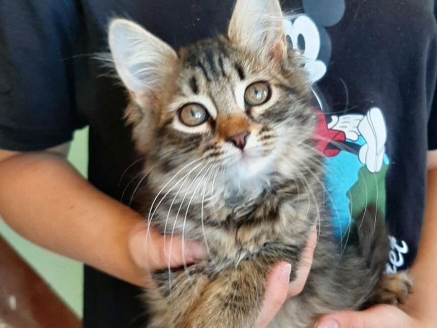 Котенок девочка