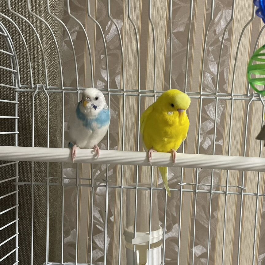 Волнистый попугай с клеткой