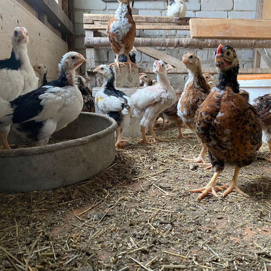 Циплята месячные