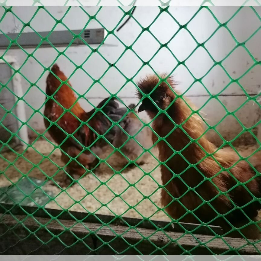 Продам 2 очаровательны петушков на племя