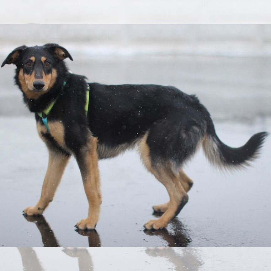 Собака в добрые руки