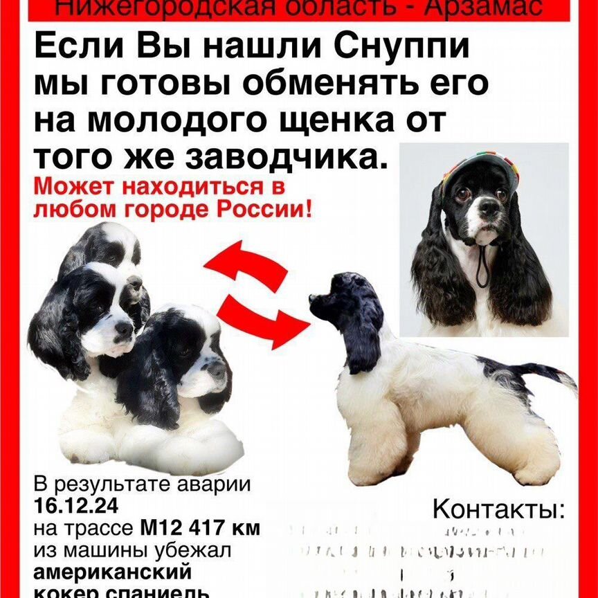 Американский кокер-спаниэль Снуп