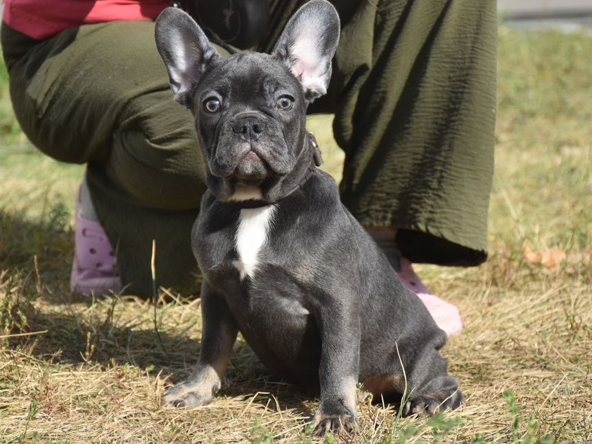 Голубая леди