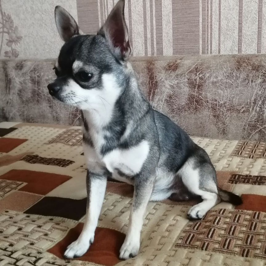 Чихуахуа, взрослый пёс
