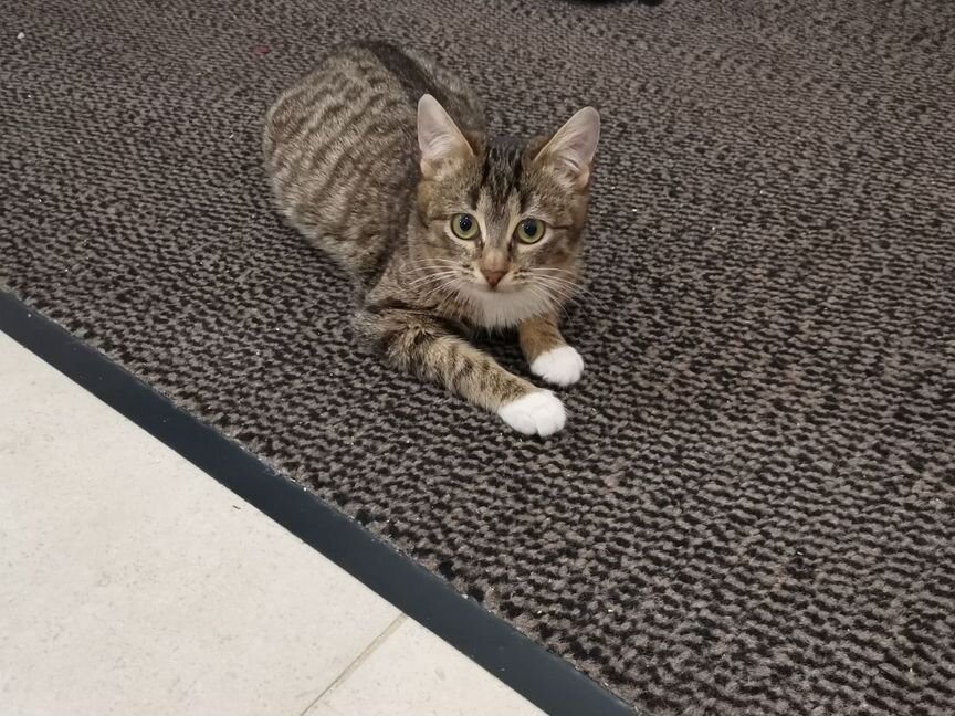 Котенок в добрые руки