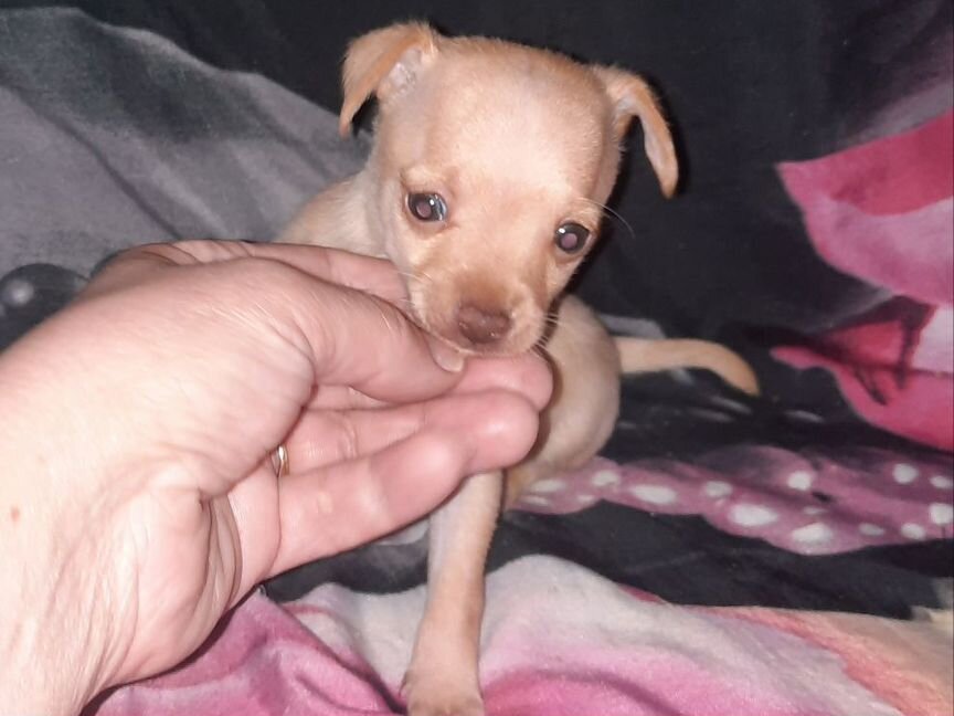 Той-терьер щенки