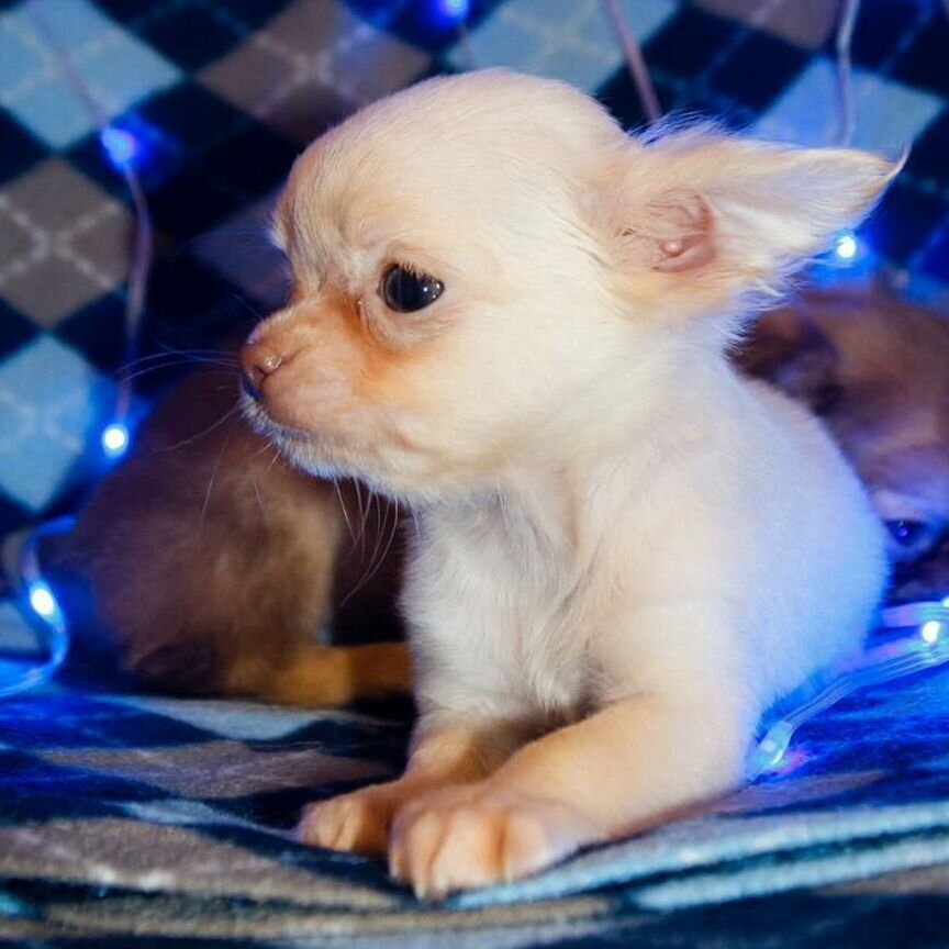 Чихуахуа, щенок