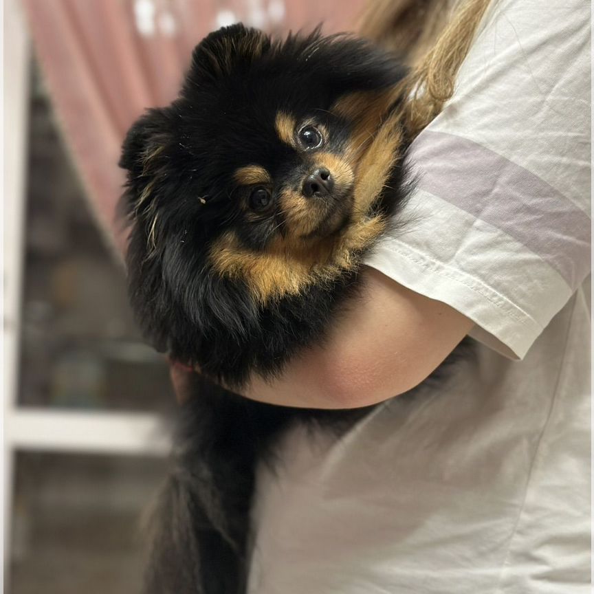 Померанский шпиц, вязка