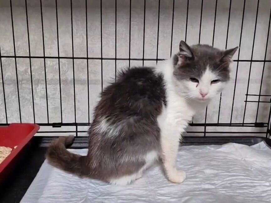Кошка с недоразвитой ступнëй в добрые руки