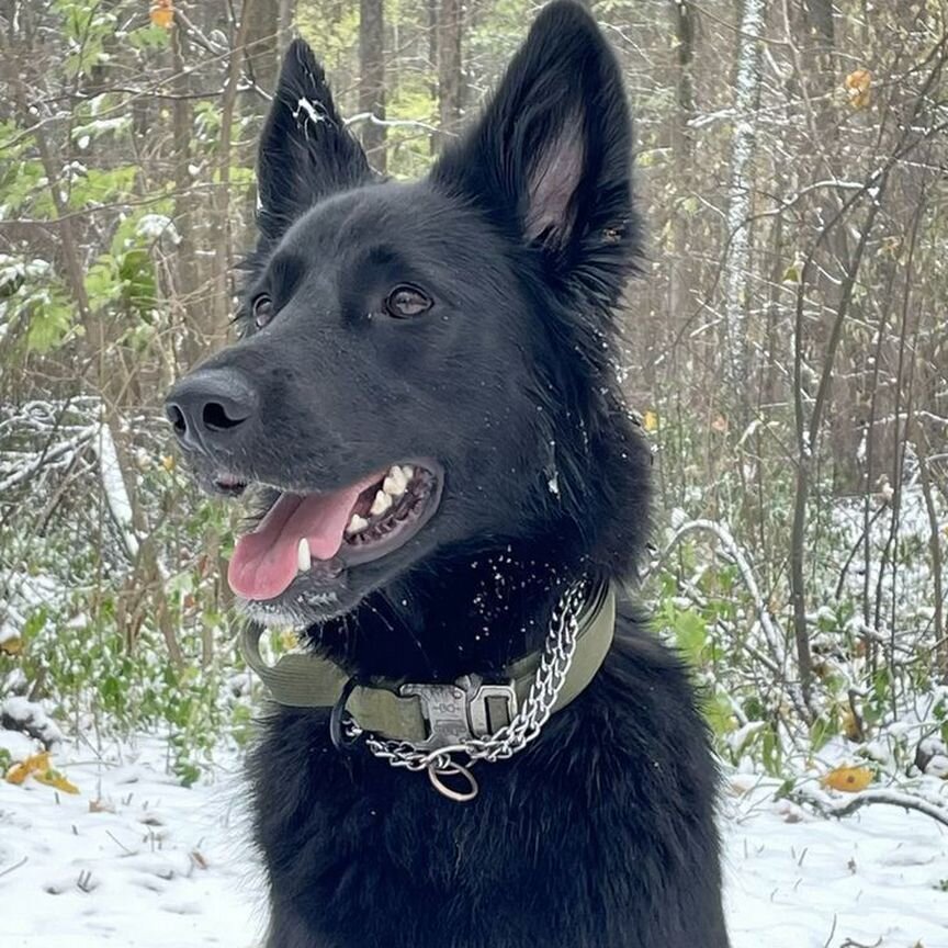 Щенки немецкой овчарки