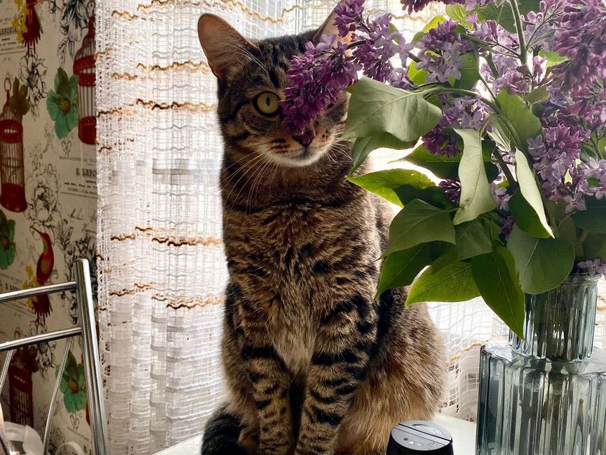 Кот Чаки в добрые руки