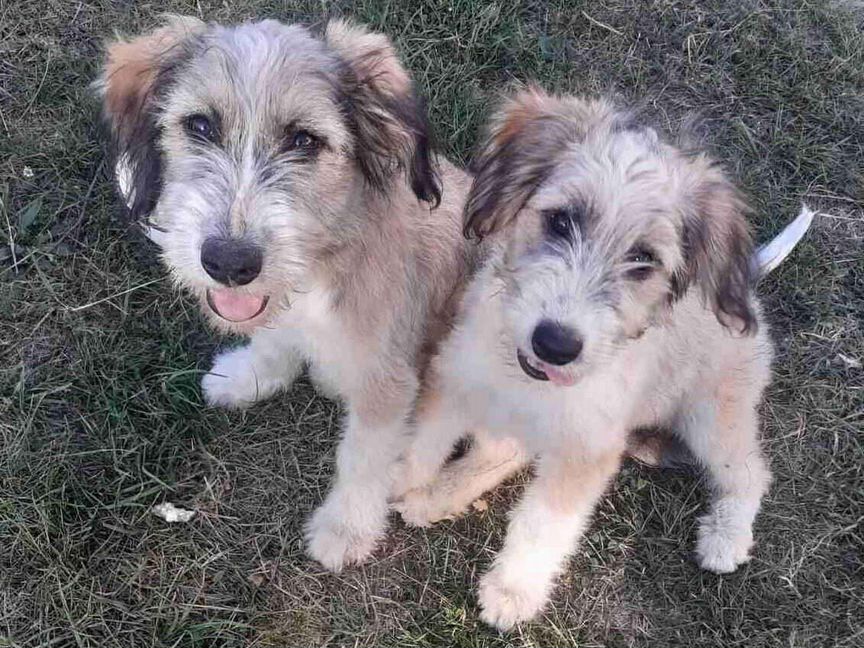 Щенки в заботливые руки