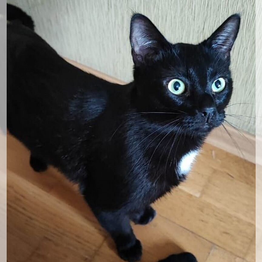 Котик ищет дом