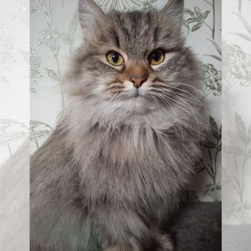Кошка