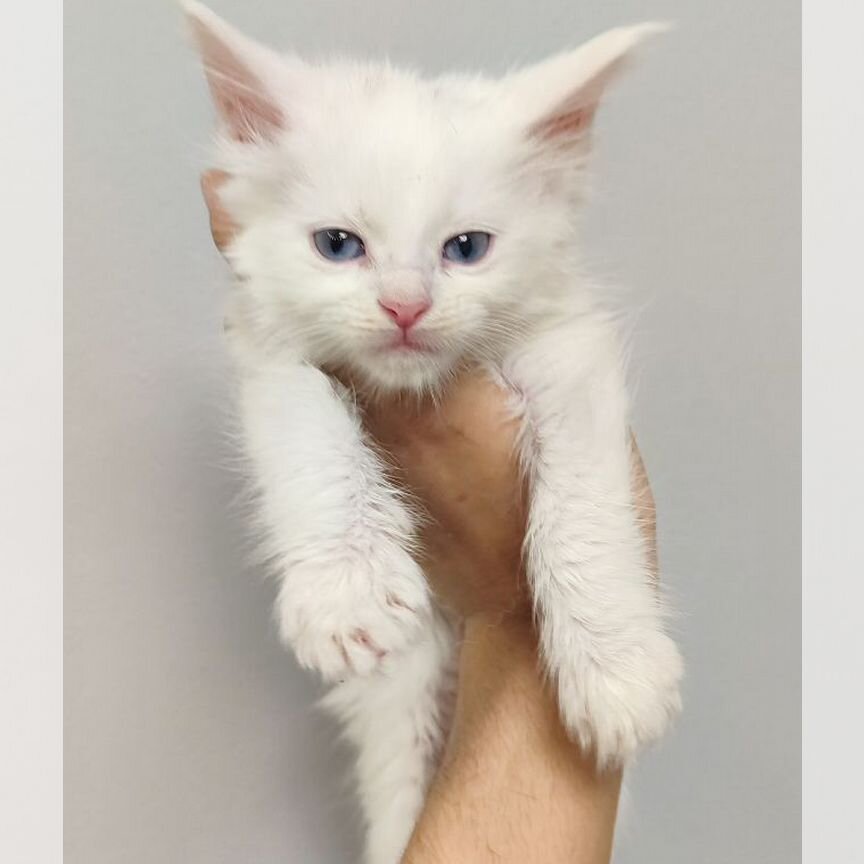 Мейн-кун котёнок