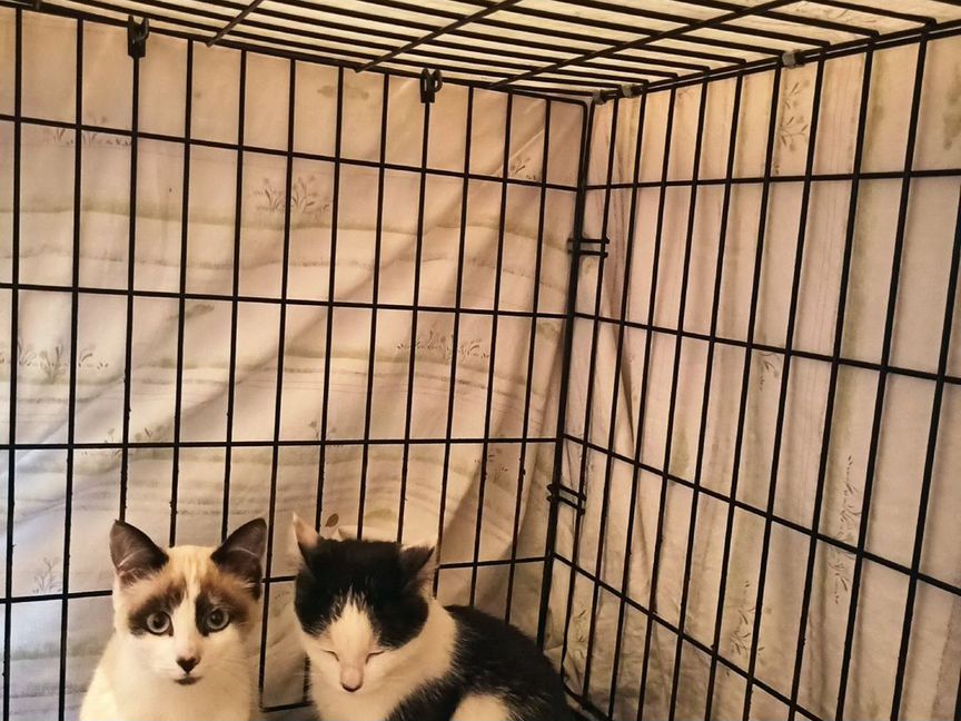 Котята в добрые руки