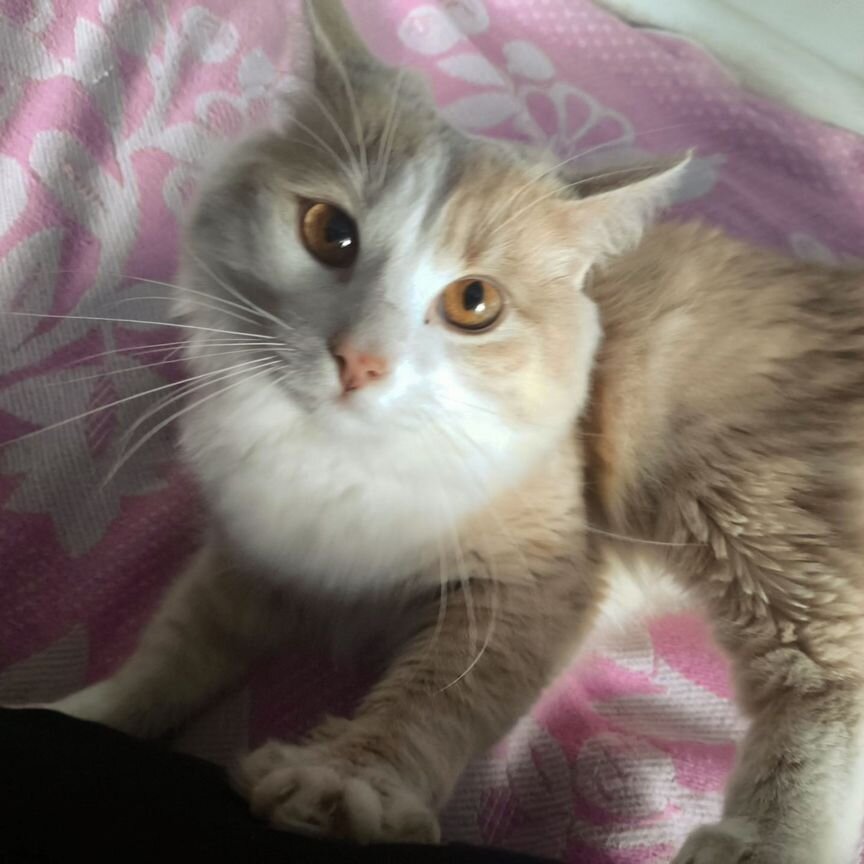 Пушок ищет семью