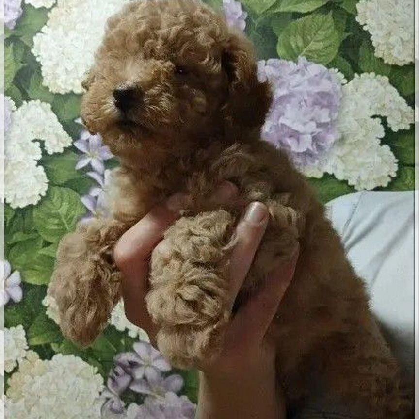 Той-пудель, щенок