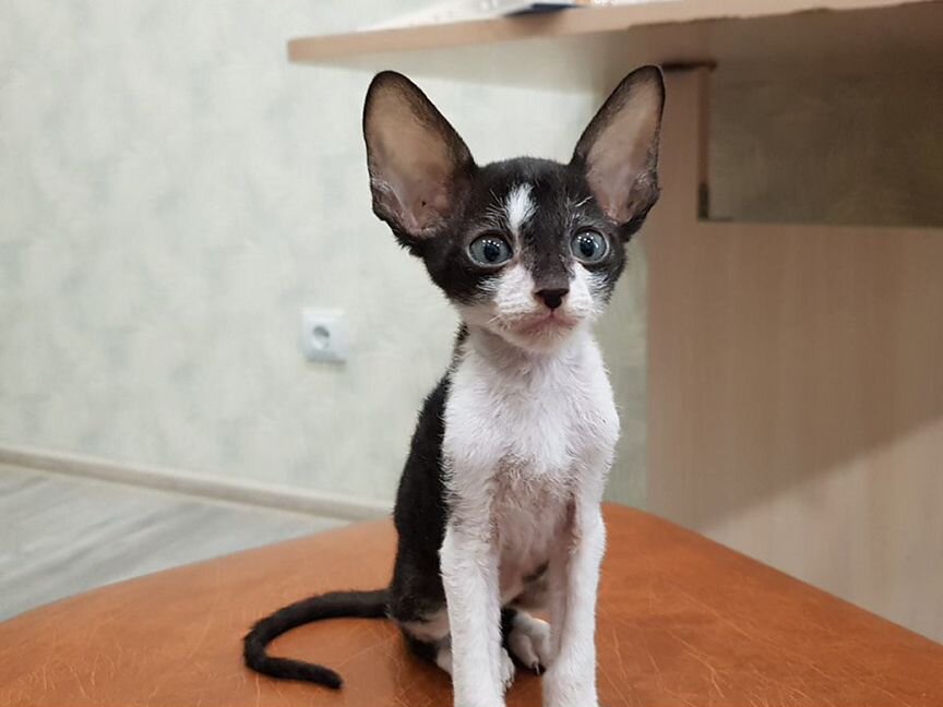 Котёнок сфинкс браш