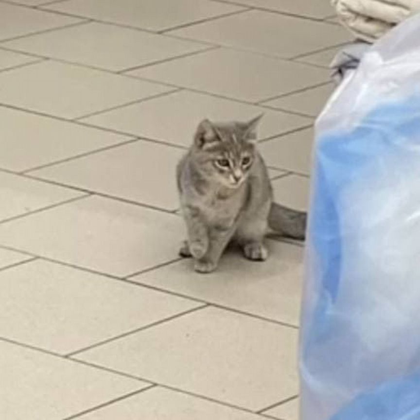 Котенок серый девочка