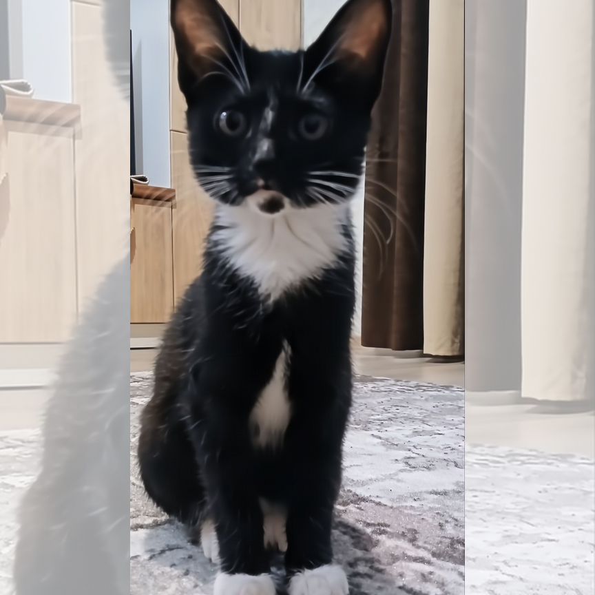 Серенгети котёнок