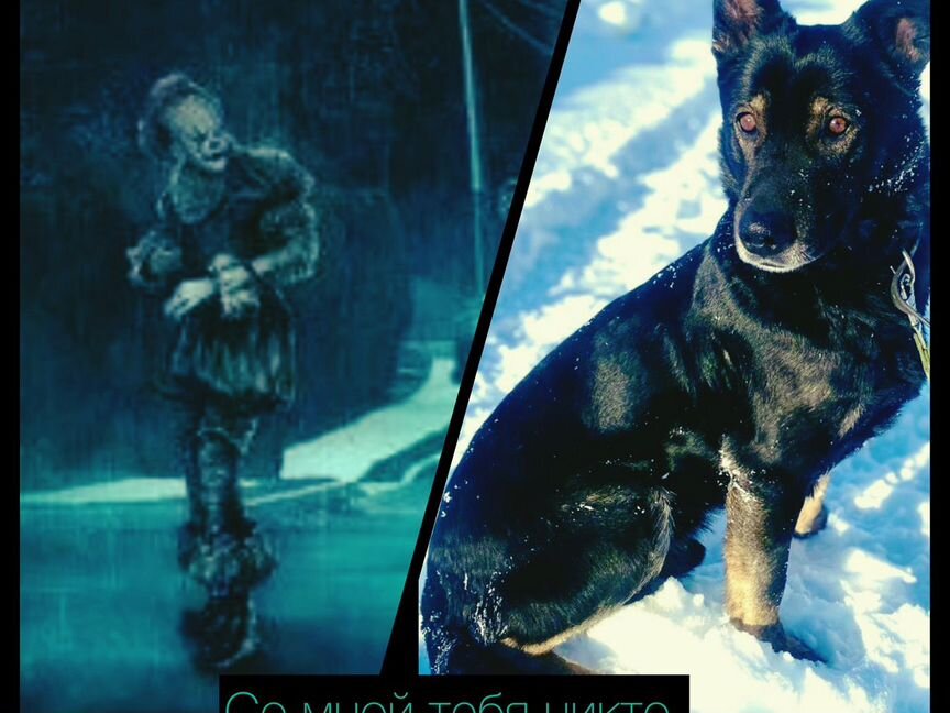 Собака в добрые руки