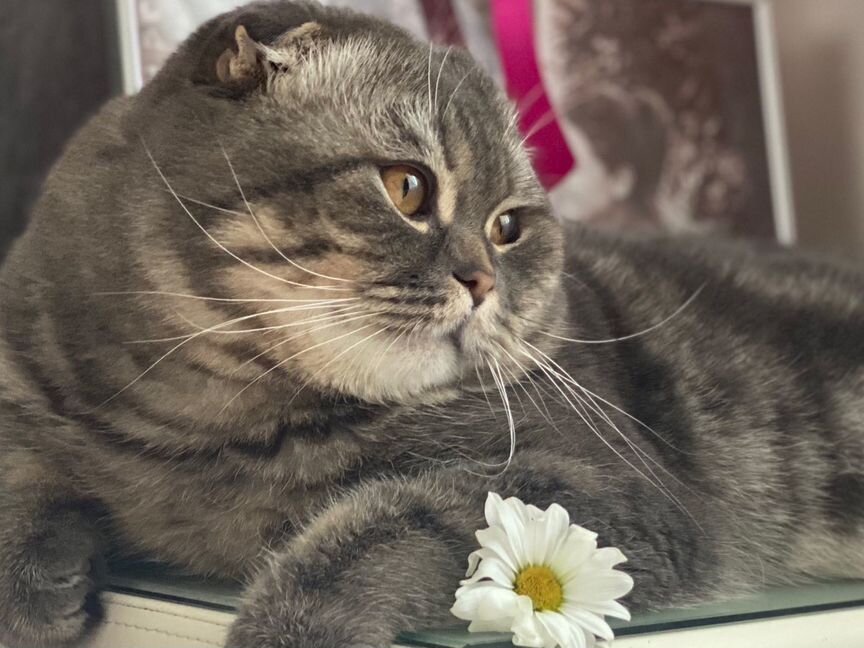 Ищу невесту