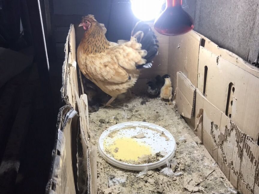 Квочка с цыплятами 9шт