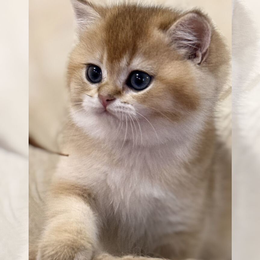 Британский короткошёрстный котёнок