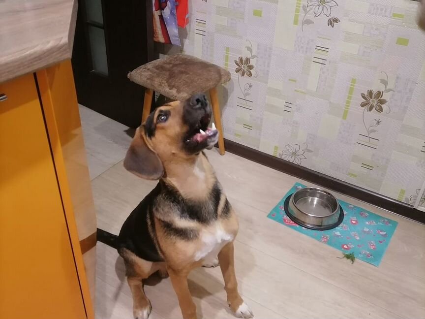 Собака в добрые руки