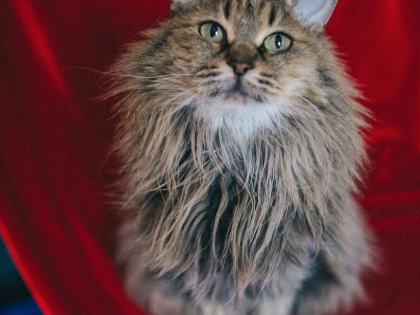 Кошка в самые добрые руки