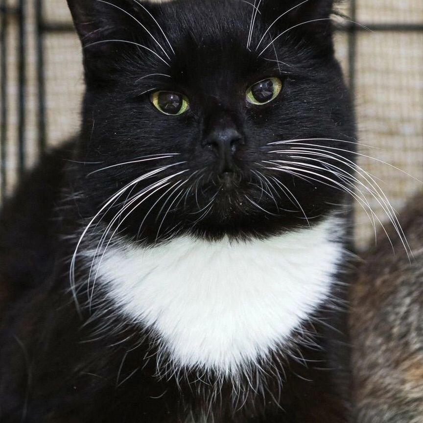 Кошечка 10 мес