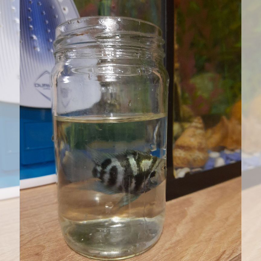 Отдам цихлиду