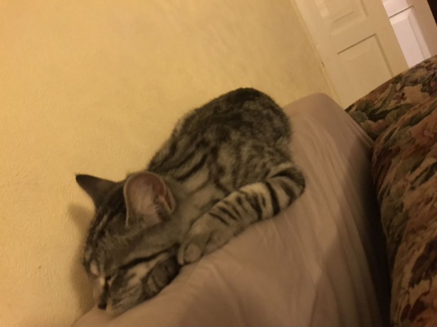 Кошка вязка