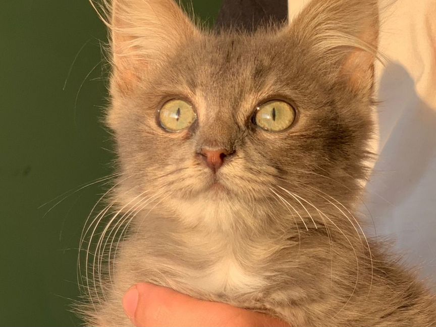 Оливка ищет семью