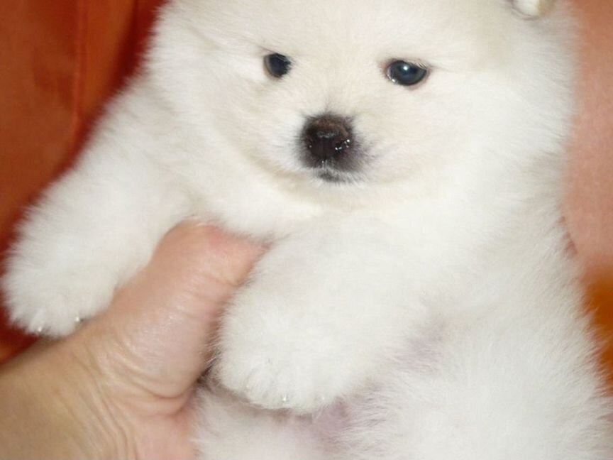 Мальчик померанчик