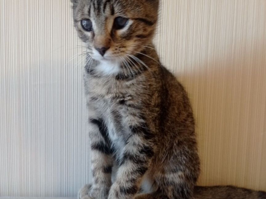Котенок в добрые руки. Малыш Хью-Хвостик