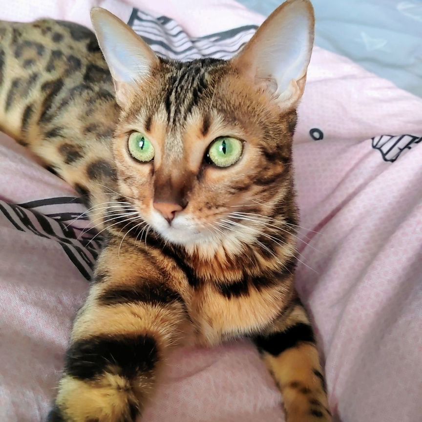 Бенгальская кошечка
