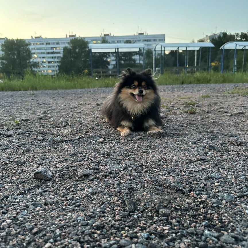Померанский шпиц