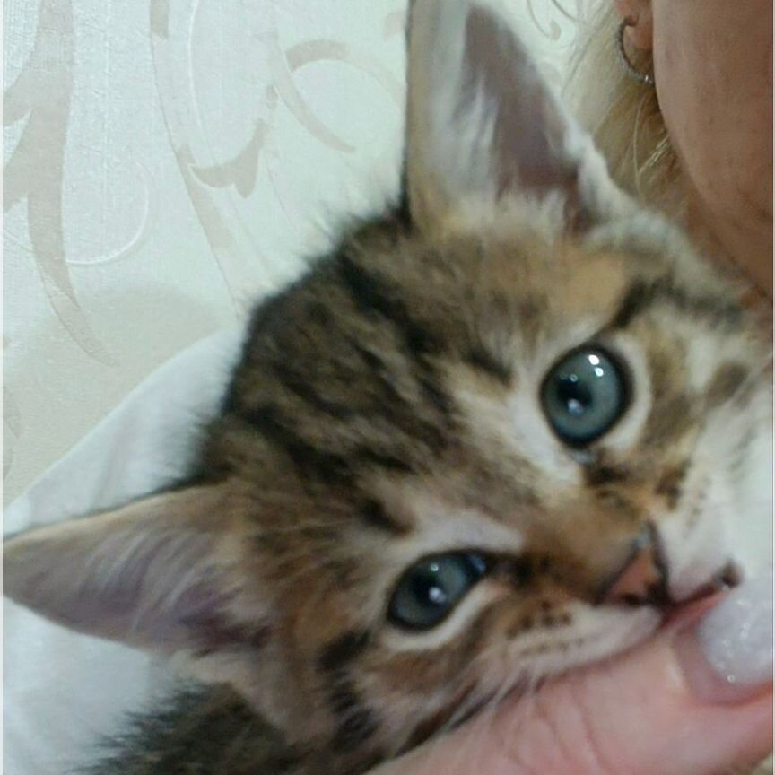 Котёнок в добрые руки
