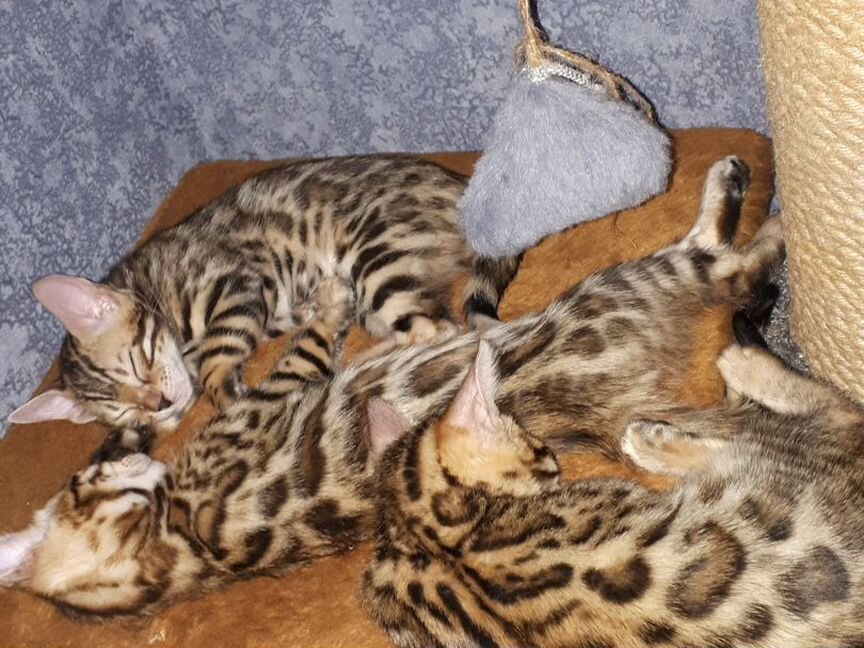 Бенгальские котята