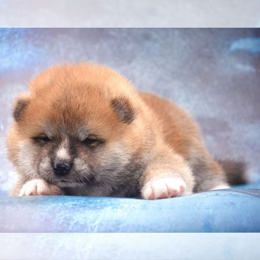 Акита-ину, щенок