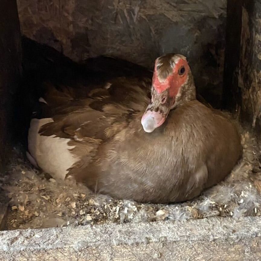 Индоутки молодые (август 25 г)