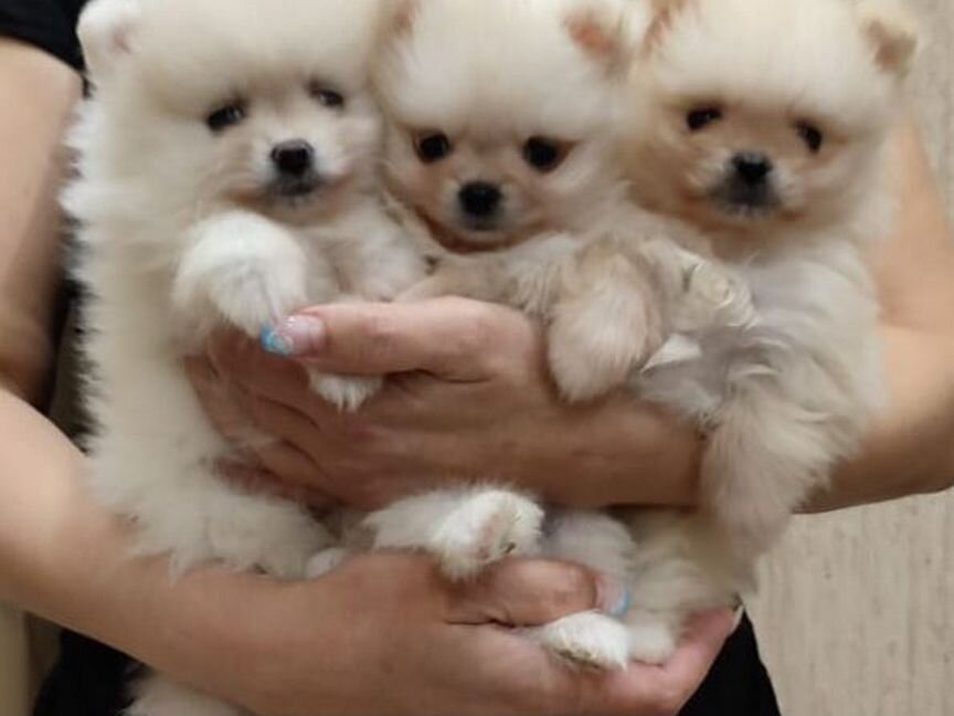 Померанский шпиц