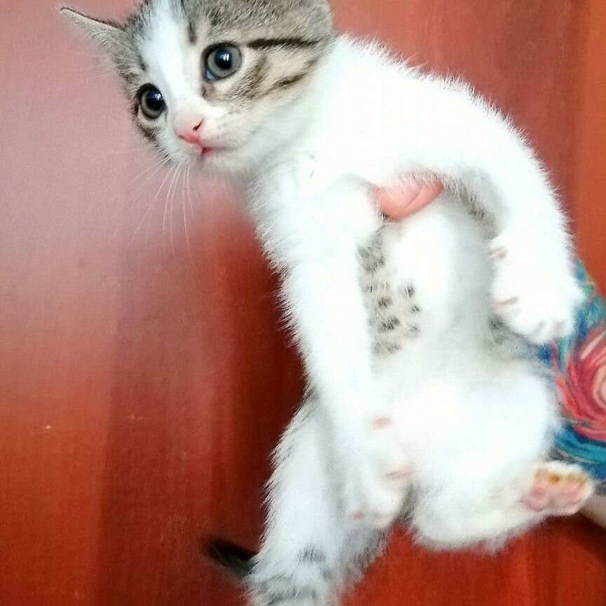 Котенька в добрые руки