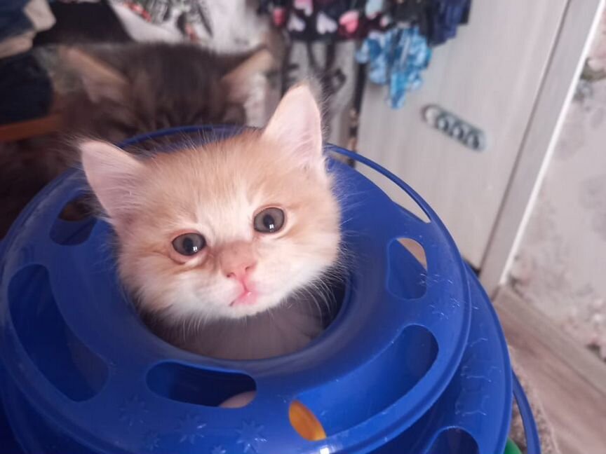 Котята курильский бобтейл