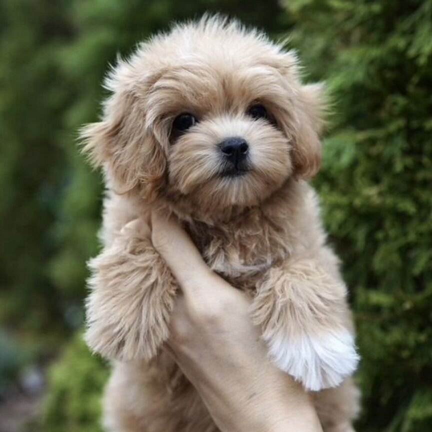 Мальтипу, щенок