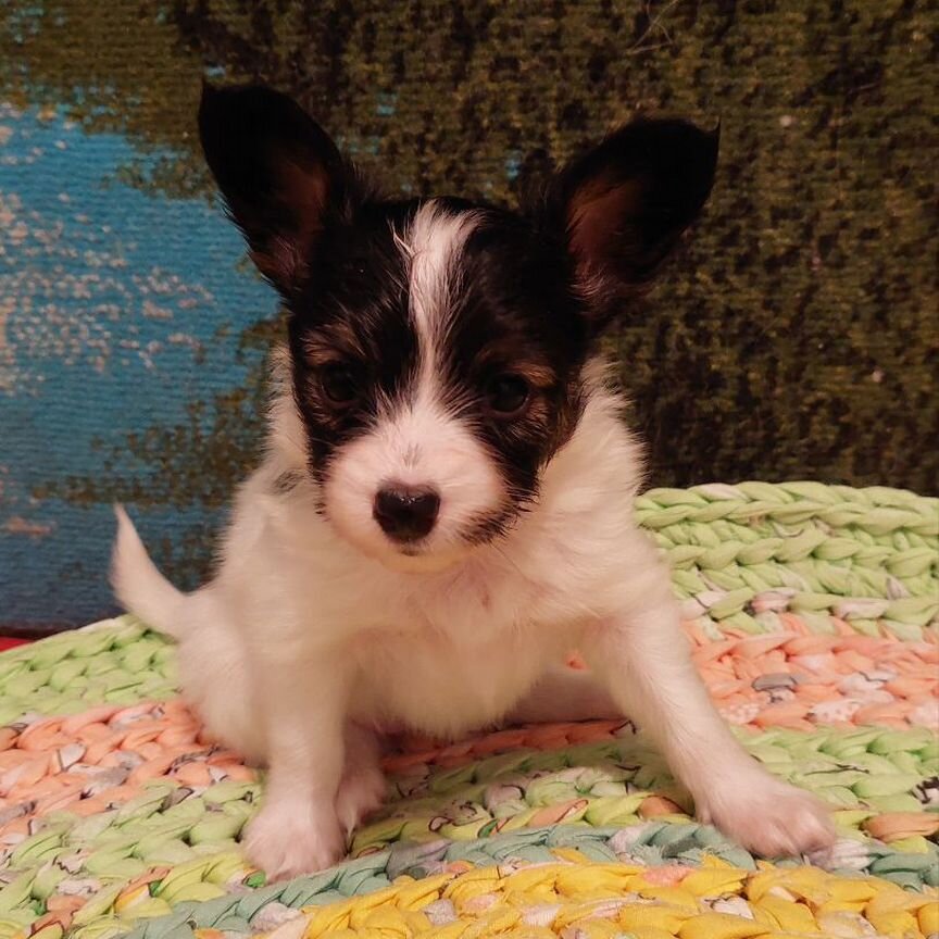 Щенки Папийона