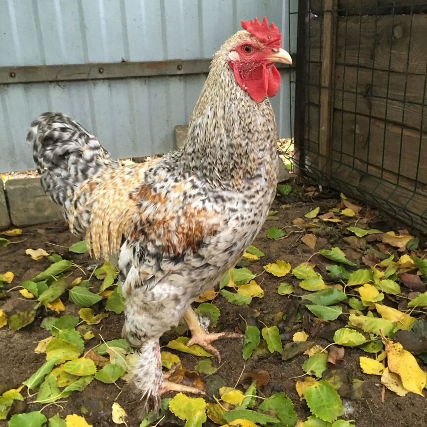 Молодые домашние петухи (6 мес и 1 год 5 мес)