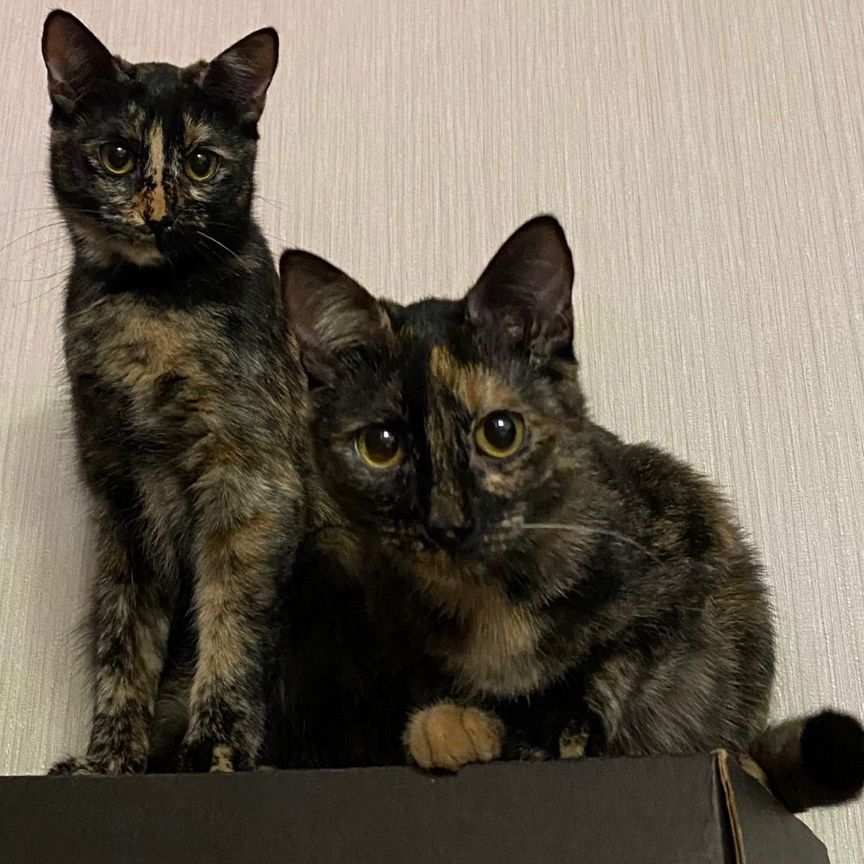 Взрослая, кошка в добрые руки